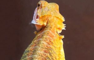 Colores Pogonas Vitticeps | Todas las Fases Visuales y Mutaciones