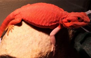 Colores Pogonas Vitticeps | Todas las Fases Visuales y Mutaciones