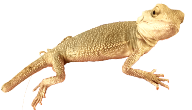 Comprar pogona | Todo lo que Necesitas Saber al Comprar una Pogona