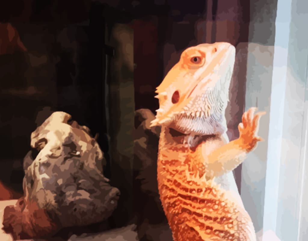 Toda la Información Sobre Pogonas o Dragones Barbudos | Pogona.org