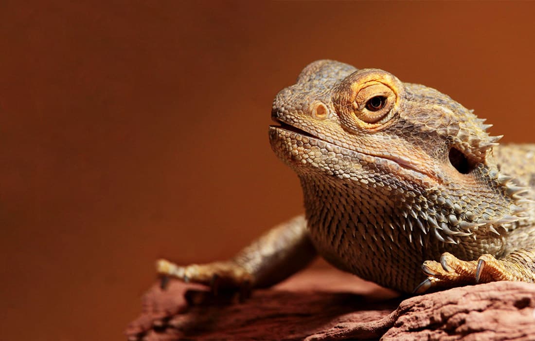 ¿Qué Necesita una Pogona? - Guía para Principiantes